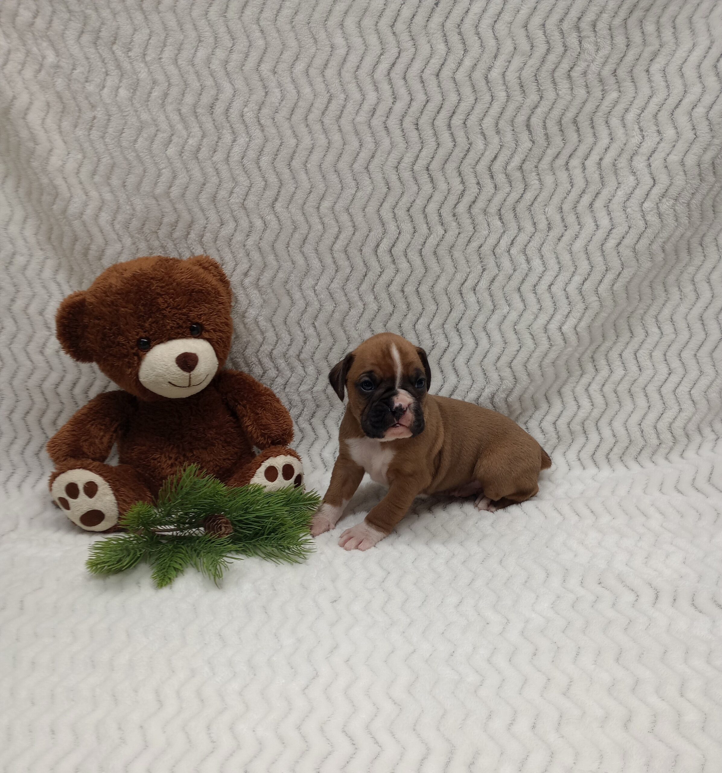Conner | Homebound Puppies - Pet Lovers & Farm Owners