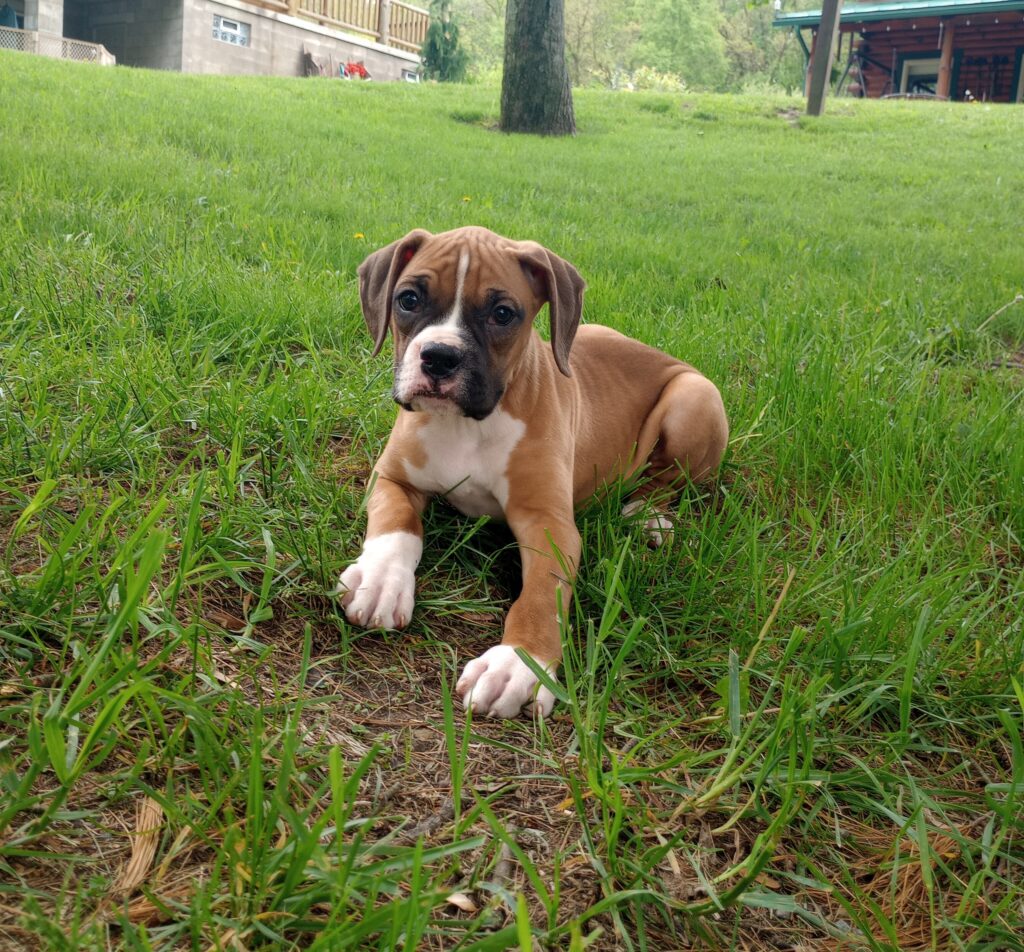 Cody | Homebound Puppies - Pet Lovers & Farm Owners