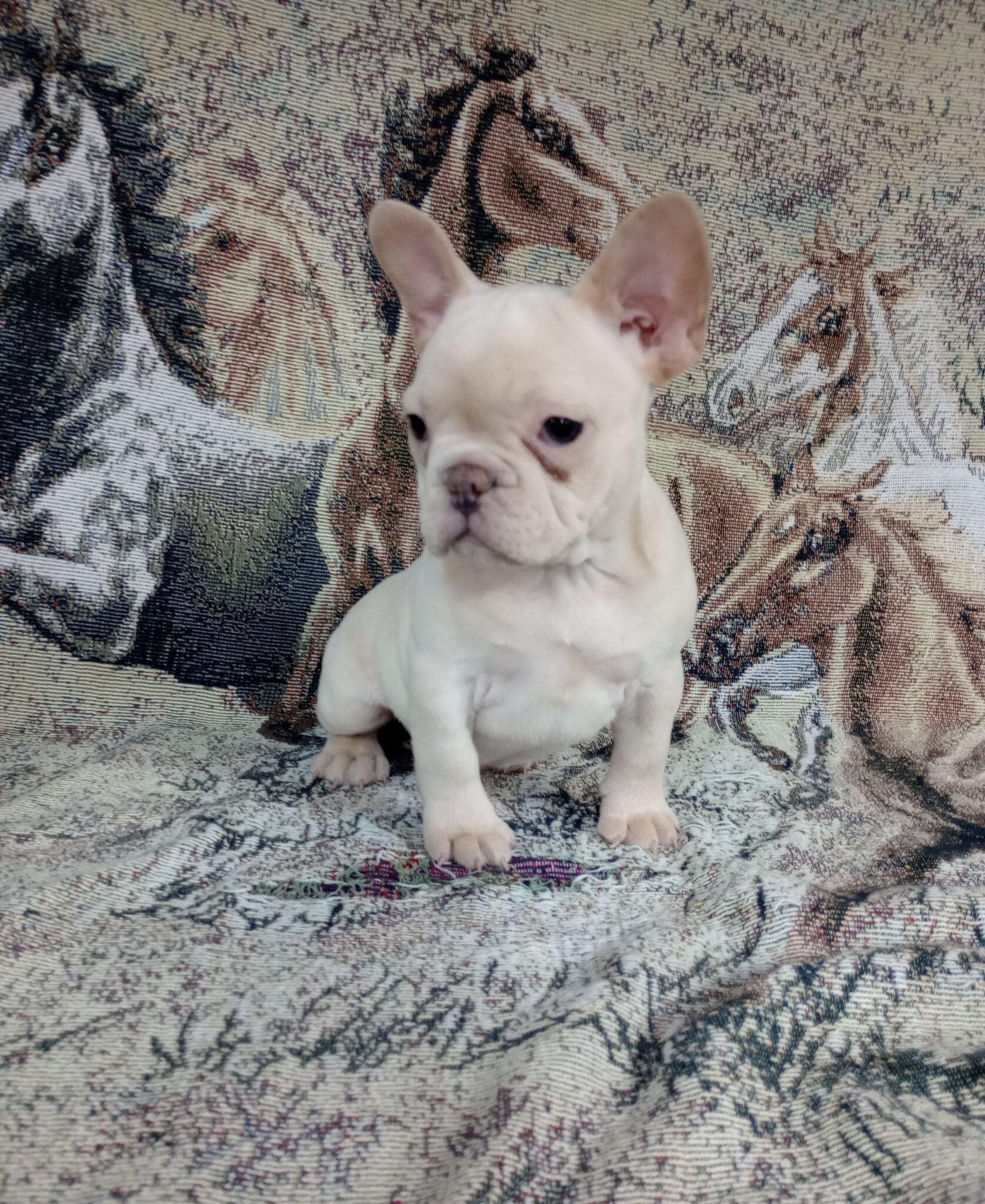 Kayla | Homebound Puppies - Pet Lovers & Farm Owners